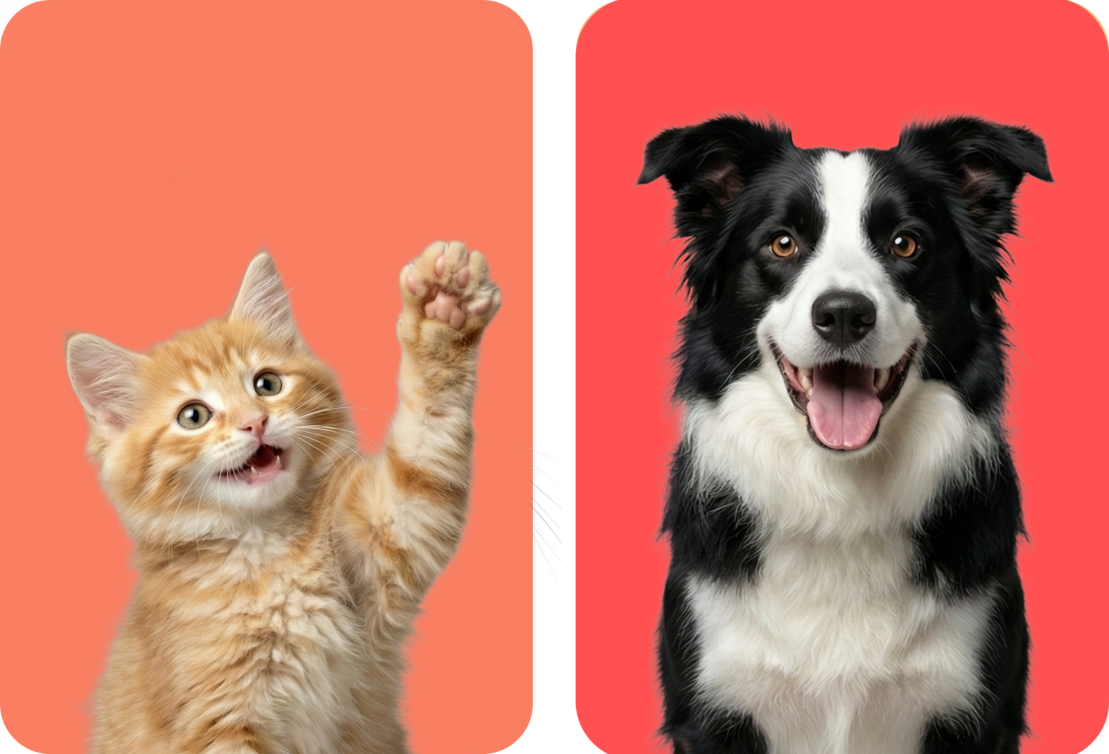 Competitive Vet Prices in 2026 | GoPet Services
